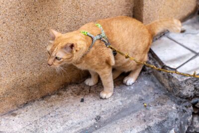 Ultimate Guide to Cat Poop | Great Pet Care