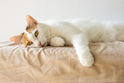 Cryptococcosis in Cats | Great Pet Care