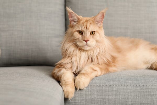 Hip Dysplasia in Cats: Causes and Treatments | Great Pet Care