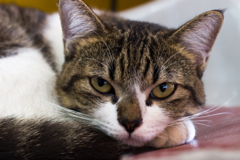 Is Your Cat Throwing Up Brown Liquid? What To Do | Great Pet Care