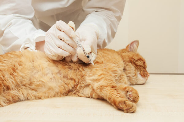 When to Put a Cat Down: 8 Signs a Cat is Dying | Great Pet Care