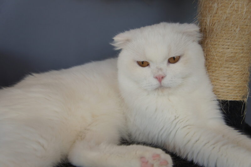 Gastroenteritis in Cats | Great Pet Care