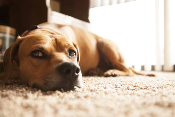 7 Signs of Intestinal Parasites in Dogs | Great Pet Care