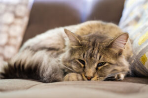 When to Put a Cat Down: 8 Signs a Cat is Dying | Great Pet Care