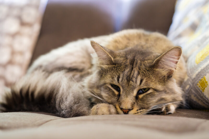 When to Put a Cat Down: 8 Signs a Cat is Dying | Great Pet Care