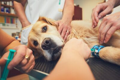 Dog Anesthesia: What to Expect | Great Pet Care