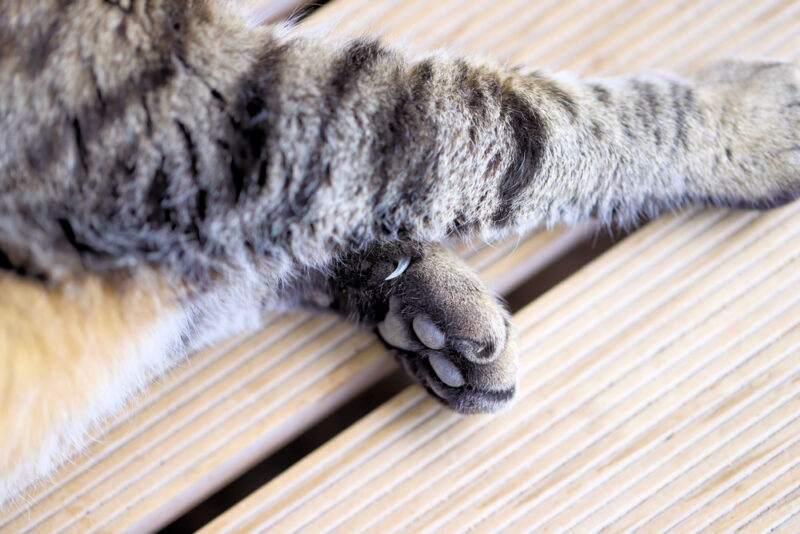 Cat Paws: Anatomy, Care, and Protection Tips | Great Pet Care