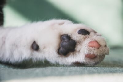 Cat Paws: Anatomy, Care, and Protection Tips | Great Pet Care