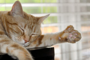 Cat Paws: Anatomy, Care, and Protection Tips | Great Pet Care