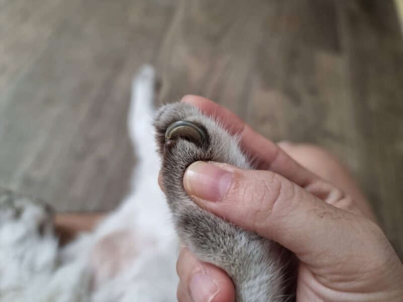 Cat Paws: Anatomy, Care, and Protection Tips | Great Pet Care