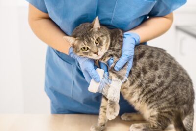 Cat Paws: Anatomy, Care, and Protection Tips | Great Pet Care