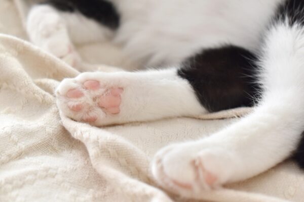 Cat Paws: Anatomy, Care, and Protection Tips | Great Pet Care