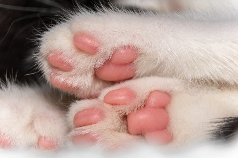 Cat Paws: Anatomy, Care, and Protection Tips | Great Pet Care