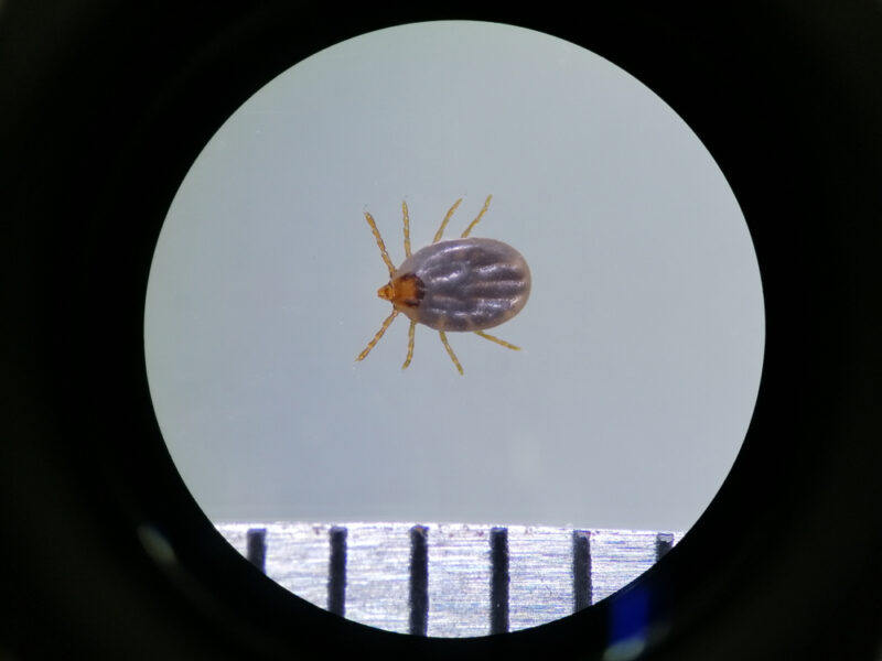 How Long do Ticks Live? Vet Answers and Tips | Great Pet Care