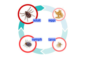 How Long do Ticks Live? Vet Answers and Tips | Great Pet Care