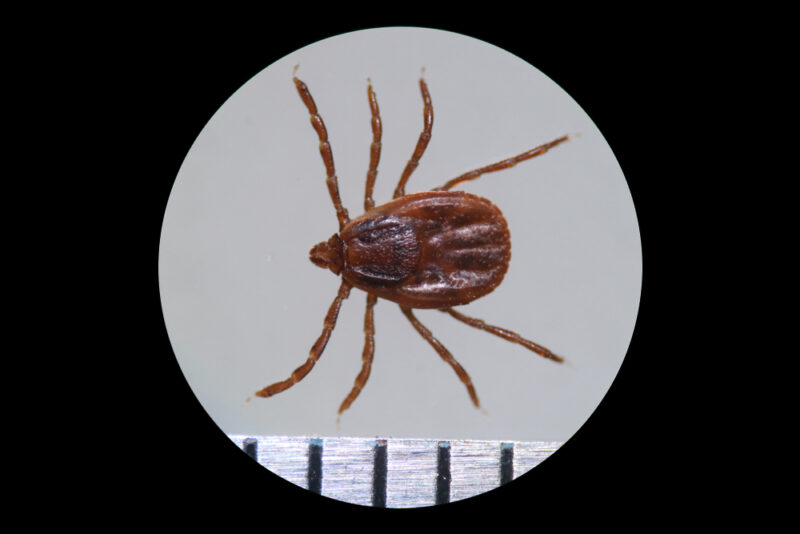 How Long do Ticks Live? Vet Answers and Tips | Great Pet Care