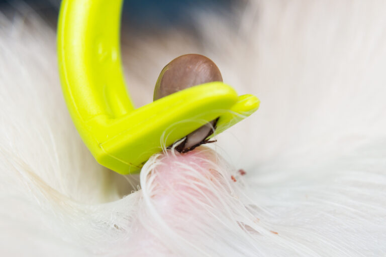 How Long do Ticks Live? Vet Answers and Tips | Great Pet Care