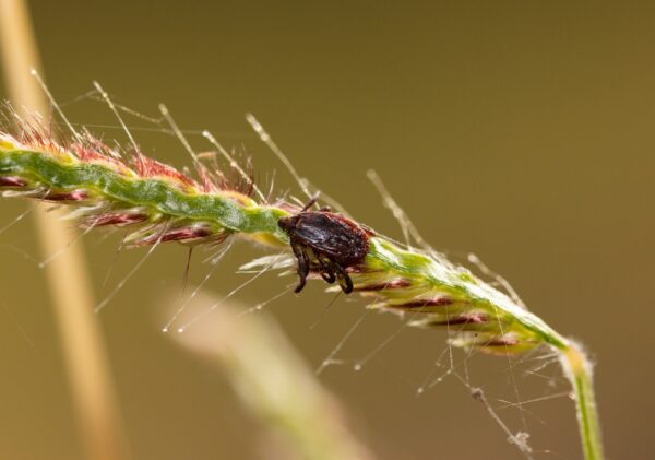 How Long do Ticks Live? Vet Answers and Tips | Great Pet Care