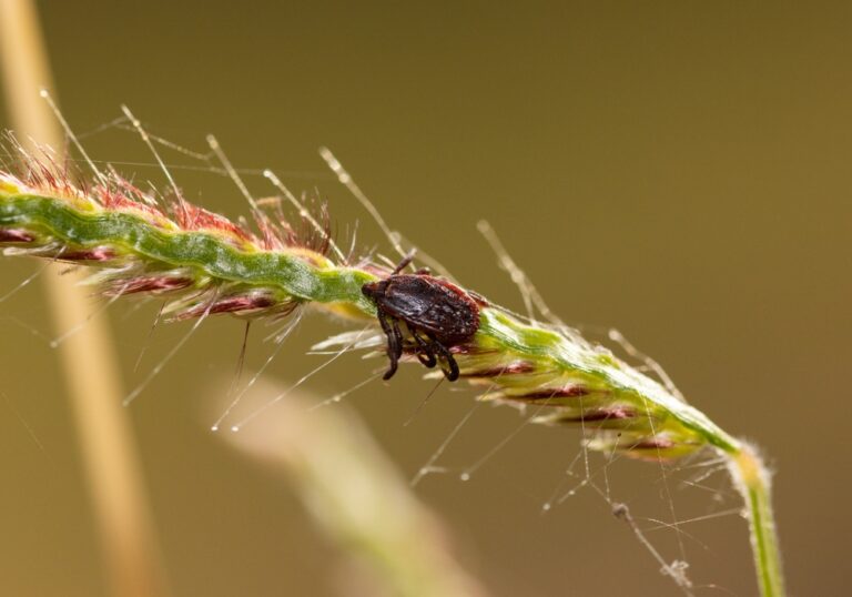 How Long do Ticks Live? Vet Answers and Tips | Great Pet Care