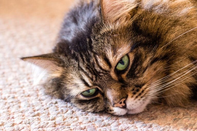 GI Lymphoma in Cats: Signs, Causes, Treatment Options | Great Pet Care