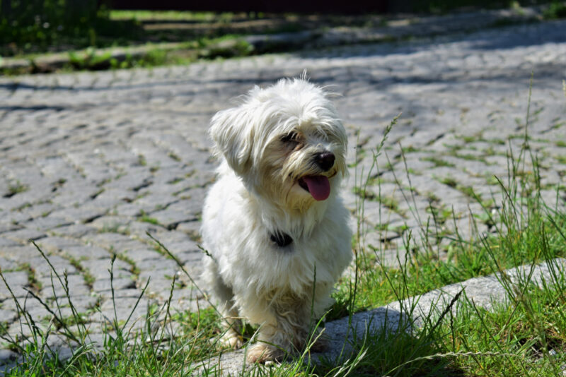 Guide to Life with a Deaf Dog: Tips & Advice | Great Pet Care