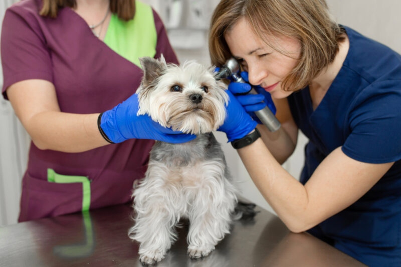 Guide to Life with a Deaf Dog: Tips & Advice | Great Pet Care