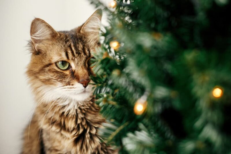 8 Tips for a Cat Proof Christmas Tree | Great Pet Care