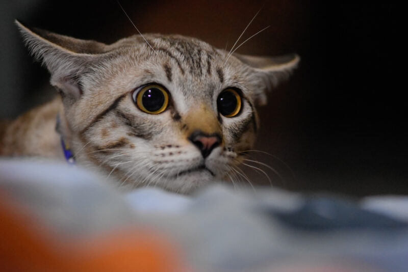 Cat Anxiety Medication: 9 Options to Consider | Great Pet Care