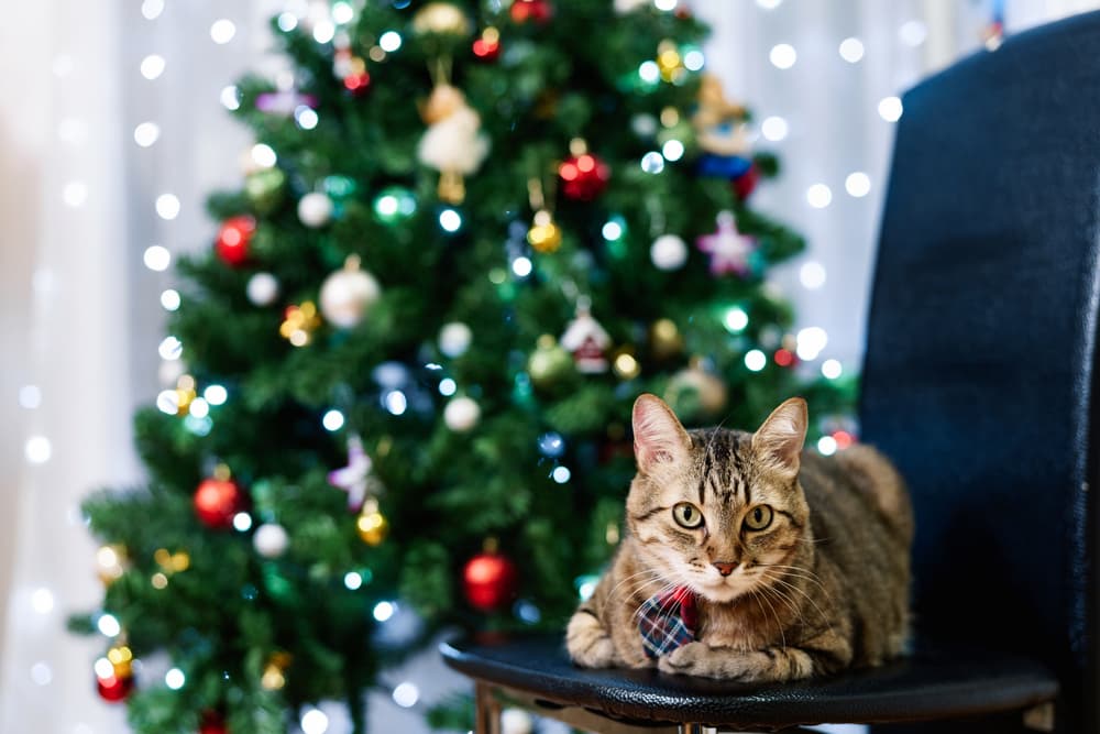 8 Tips for a Cat Proof Christmas Tree | Great Pet Care