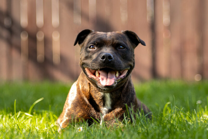 10 Best Arthritis Medications for Dogs | Great Pet Care