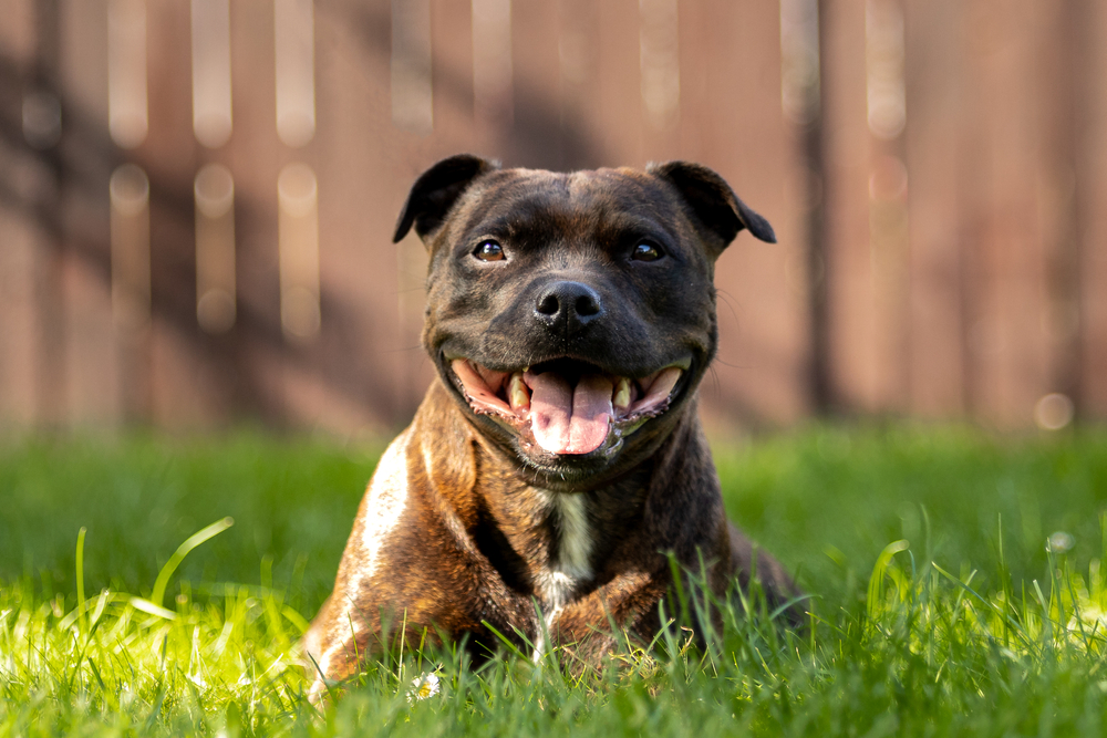 10 Best Arthritis Medications for Dogs | Great Pet Care