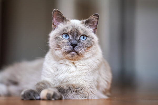 GI Lymphoma in Cats: Signs, Causes, Treatment Options | Great Pet Care