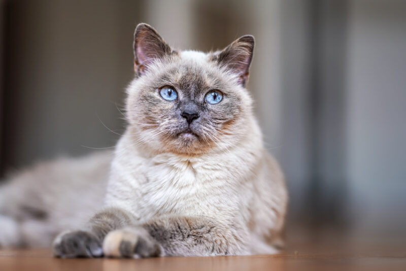 GI Lymphoma in Cats: Signs, Causes, Treatment Options | Great Pet Care