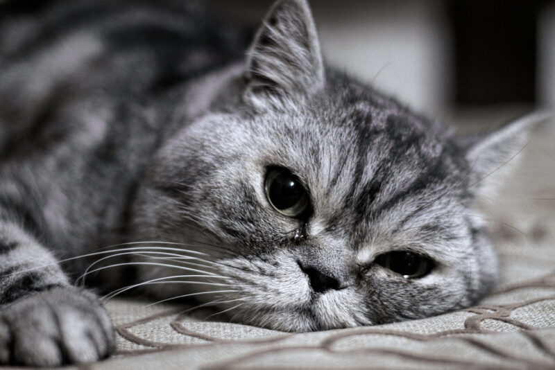 Do Cats Cry? Everything You Need to Know | Great Pet Care