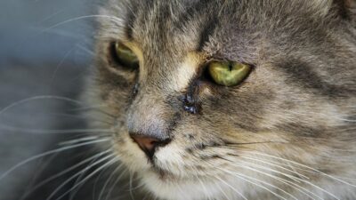 Do Cats Cry? Everything You Need to Know | Great Pet Care