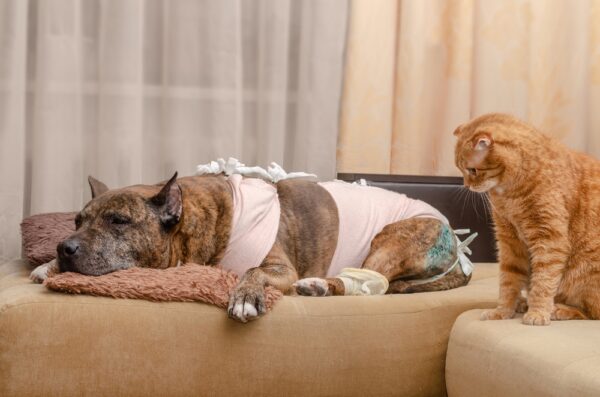 Splenectomy in Dogs | Great Pet Care