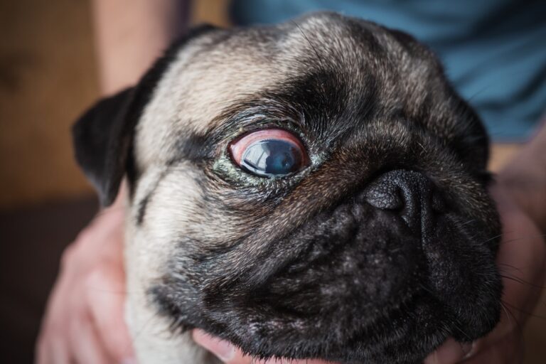 Conjunctivitis in Dogs: Causes, Symptoms, Treatments | Great Pet Care