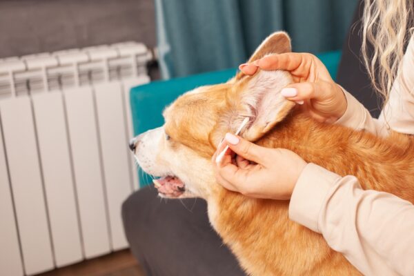 Guide to Life with a Deaf Dog: Tips & Advice | Great Pet Care