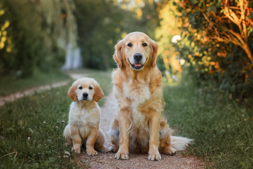 Adopting a Dog: Is a New Puppy or Adult Dog Better for You? | Great Pet ...