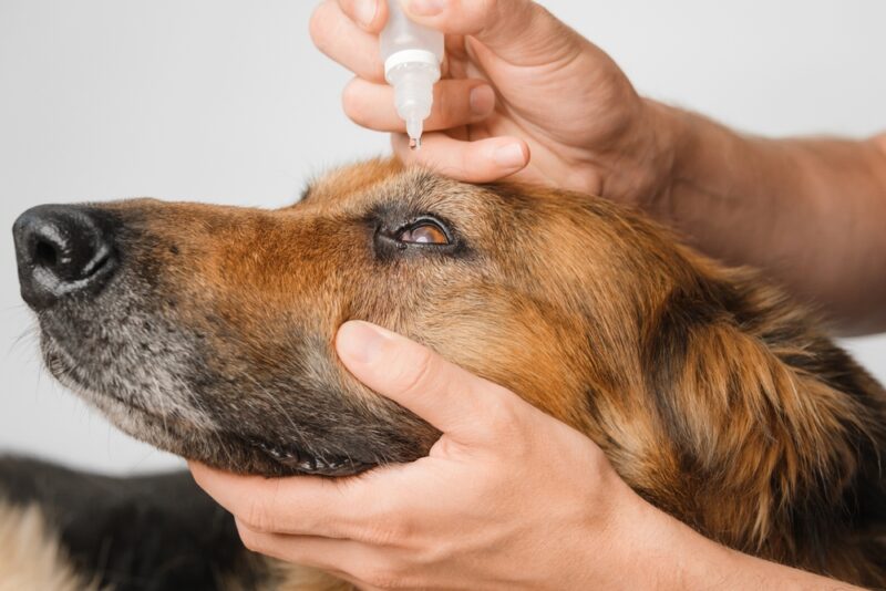 Conjunctivitis in Dogs: Causes, Symptoms, Treatments | Great Pet Care
