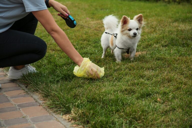 Dog Pooping Blood: Causes and What to Do | Great Pet Care