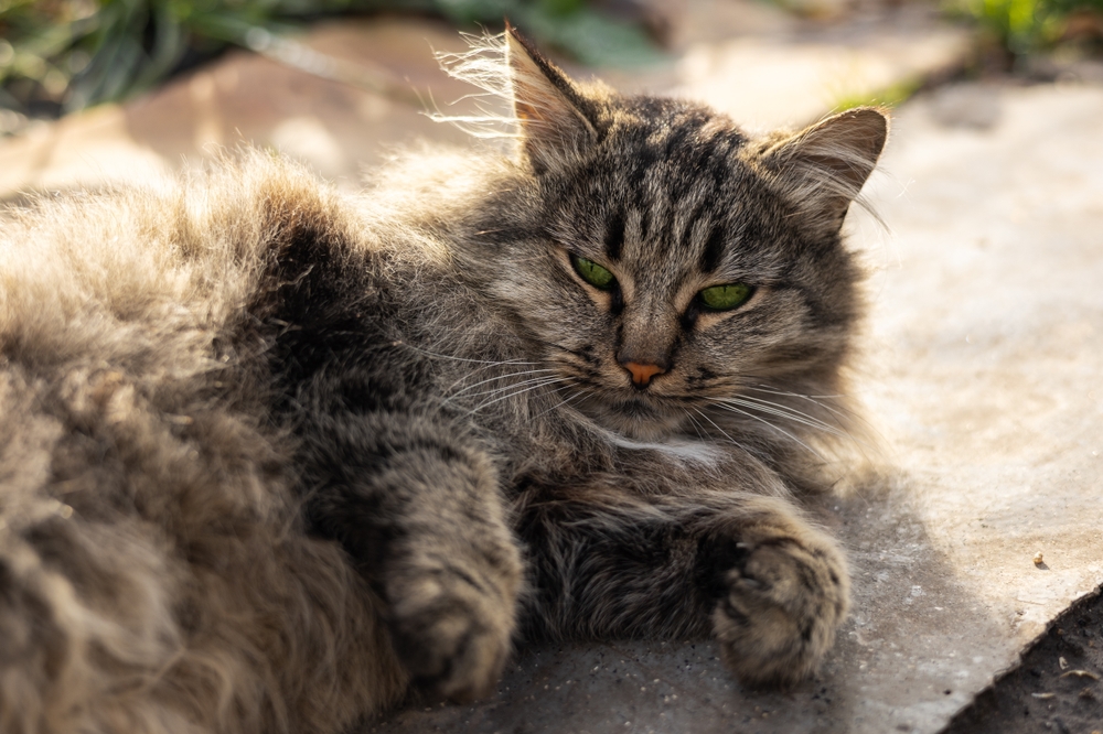 GI Lymphoma in Cats: Signs, Causes, Treatment Options | Great Pet Care