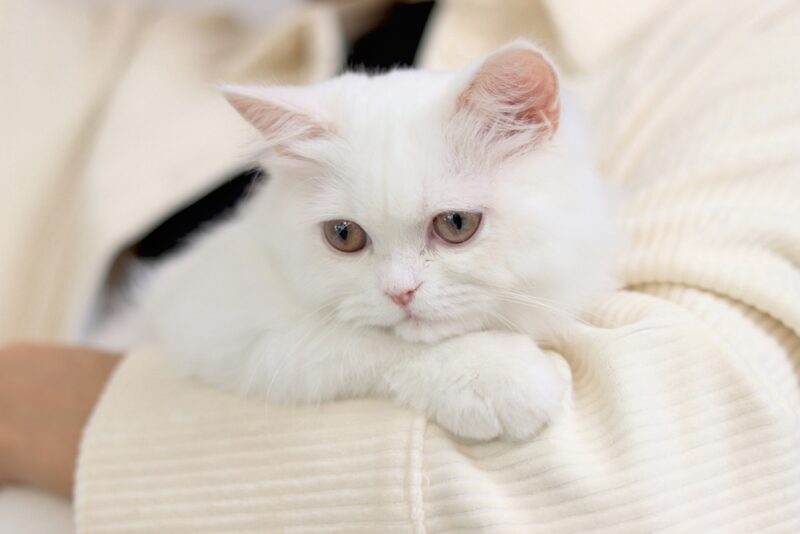 Do Cats Cry? Everything You Need to Know | Great Pet Care