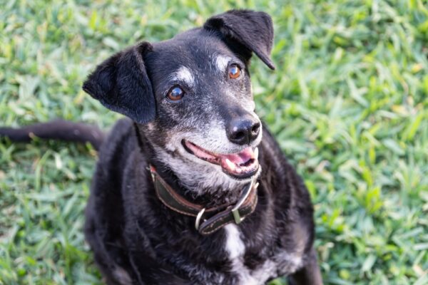 SAMe for Dogs: Benefits and Uses | Great Pet Care