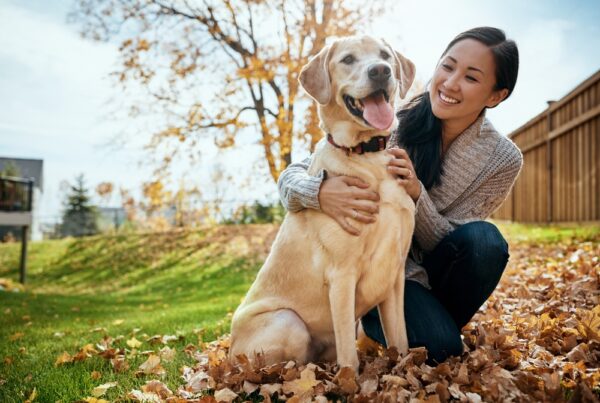 SAMe for Dogs: Benefits and Uses | Great Pet Care
