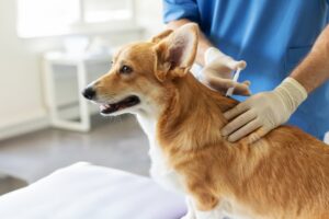 Dog Pooping Blood: Causes and What to Do | Great Pet Care
