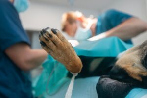 Splenectomy in Dogs | Great Pet Care