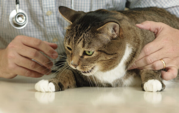 GI Lymphoma in Cats: Signs, Causes, Treatment Options | Great Pet Care