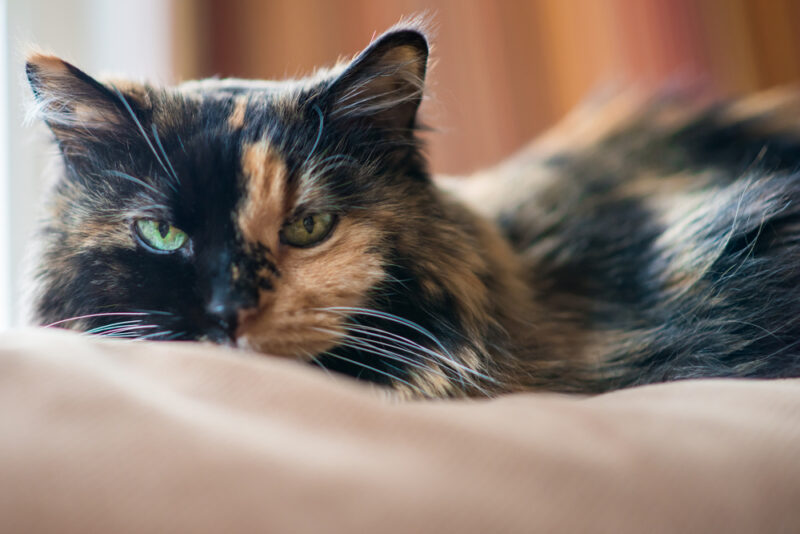 GI Lymphoma in Cats: Signs, Causes, Treatment Options | Great Pet Care