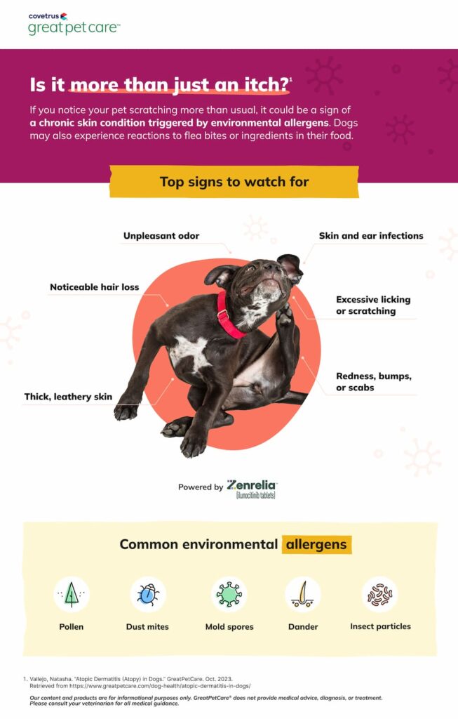Atopic Dermatitis (Atopy) in Dogs | Great Pet Care